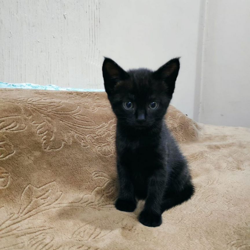 Кошечка