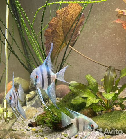 Перуанский альтум