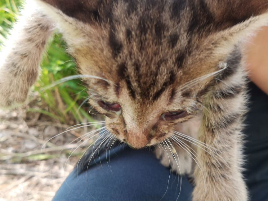 Котята в добрые руки бесплатно