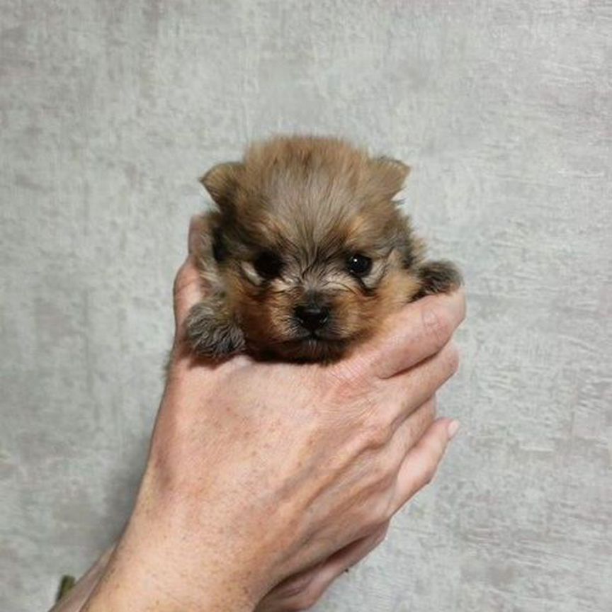 Померанский шпиц, щенок