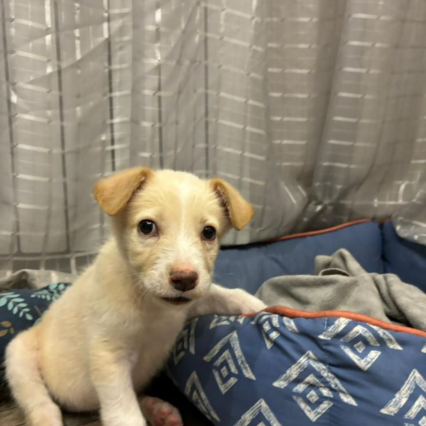 Щенок лабрадора (не точно)