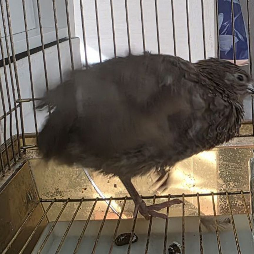 Перепел селадон