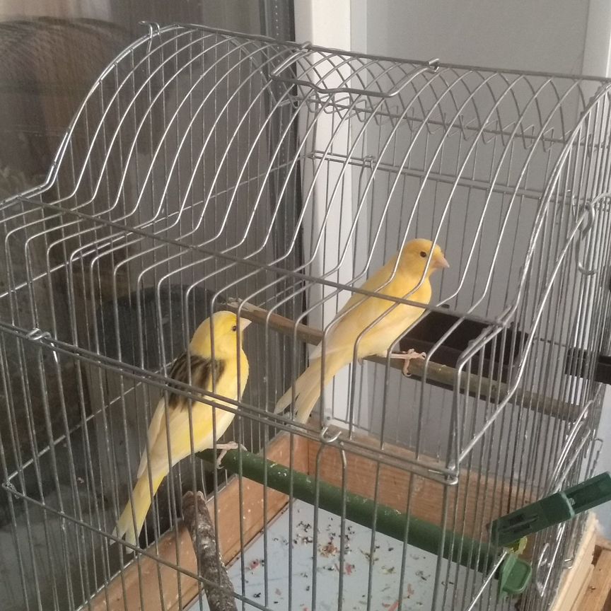 Кенара молодые поют