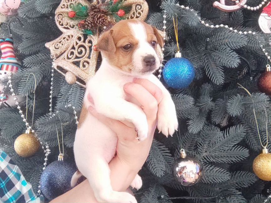 Щенок Джека на новый год