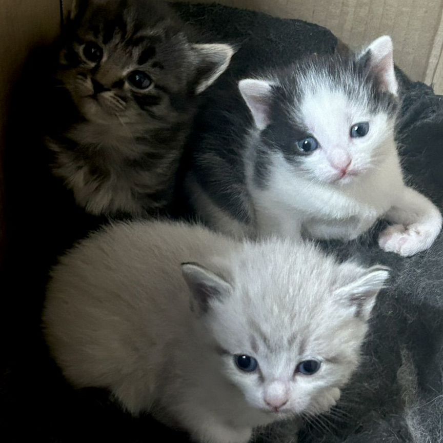 Котёнок в добрые руки