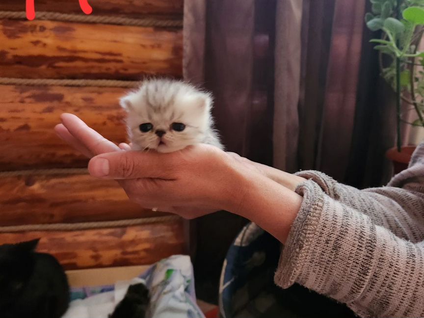 Котята экзоты бронь