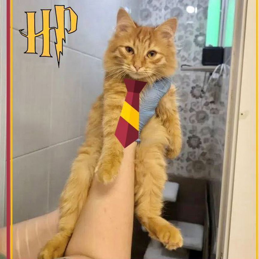 Европейский короткошёрстный котёнок