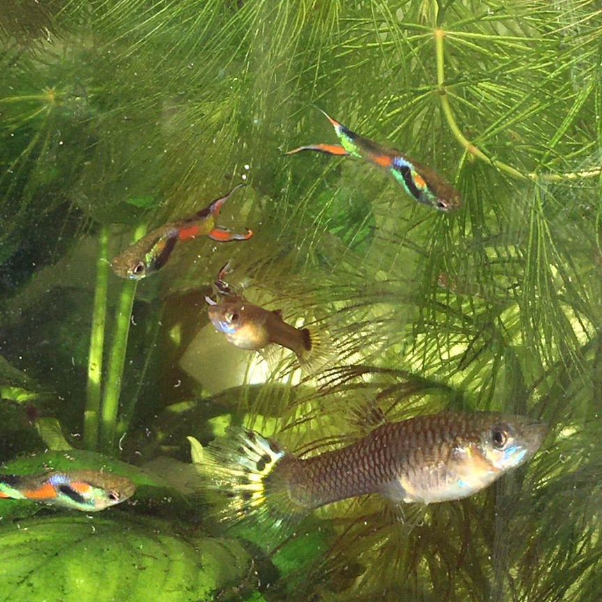 Аквариумные рыбки, гуппи