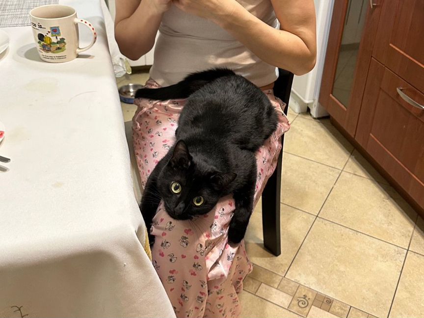 Кошечка в добрые руки