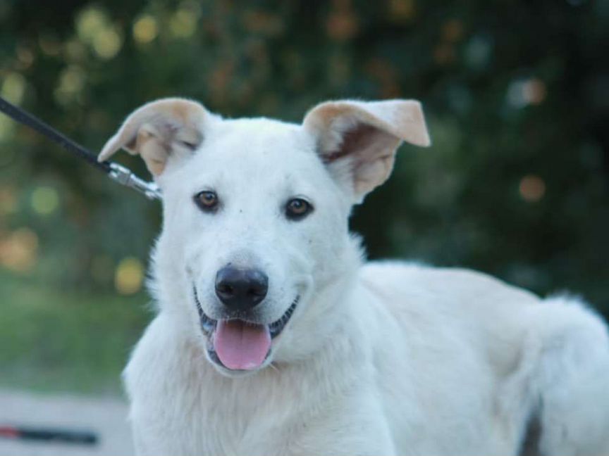 Красивый белый щенок 4 месяца