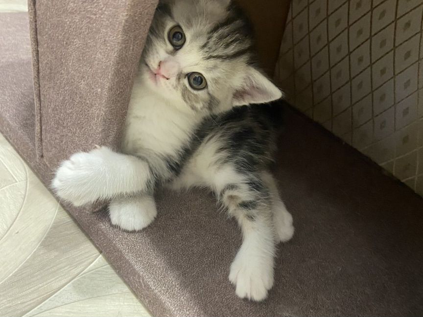 Кошка