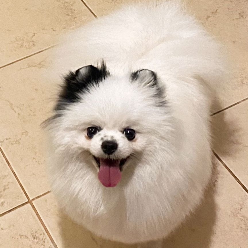 Померанский шпиц