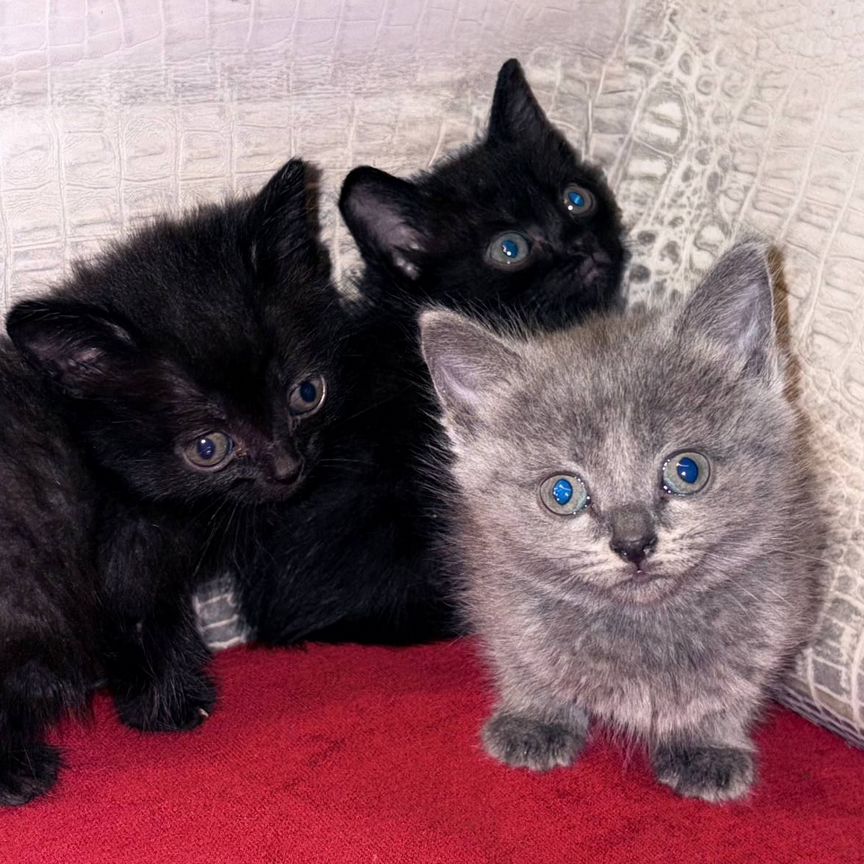 Котята в добрые руки