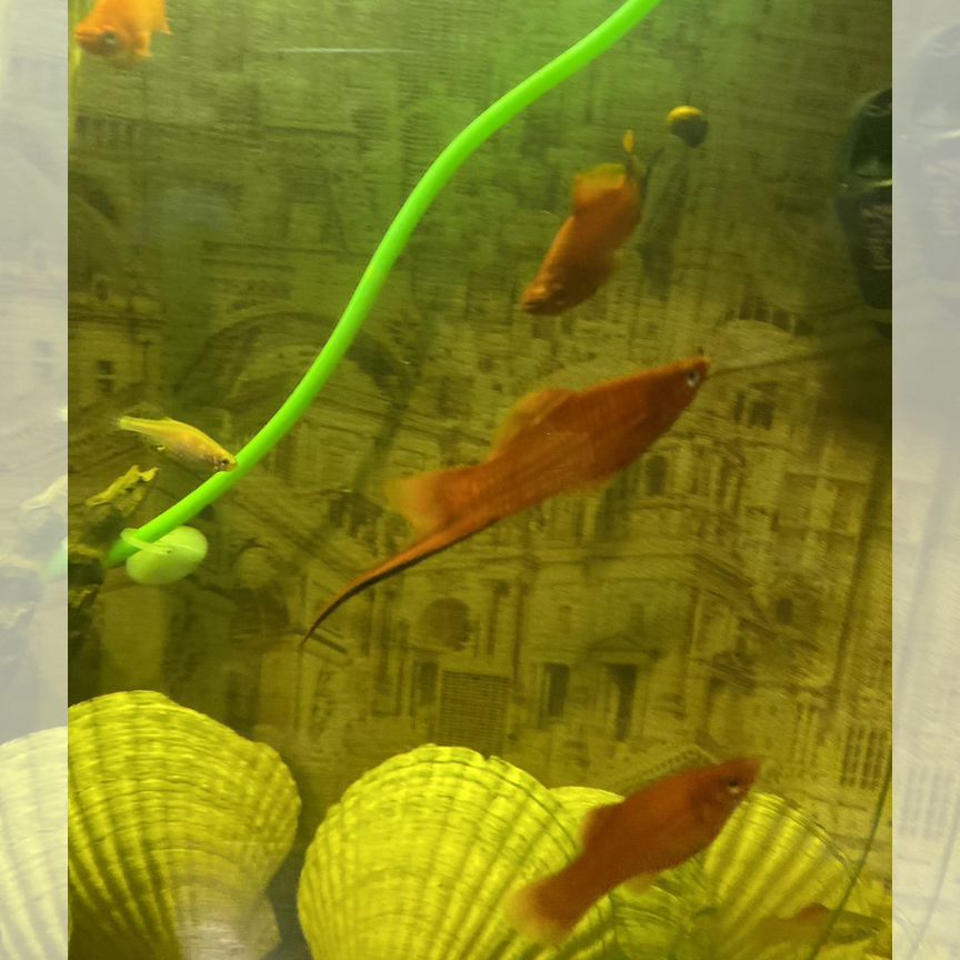 Самец меченосца