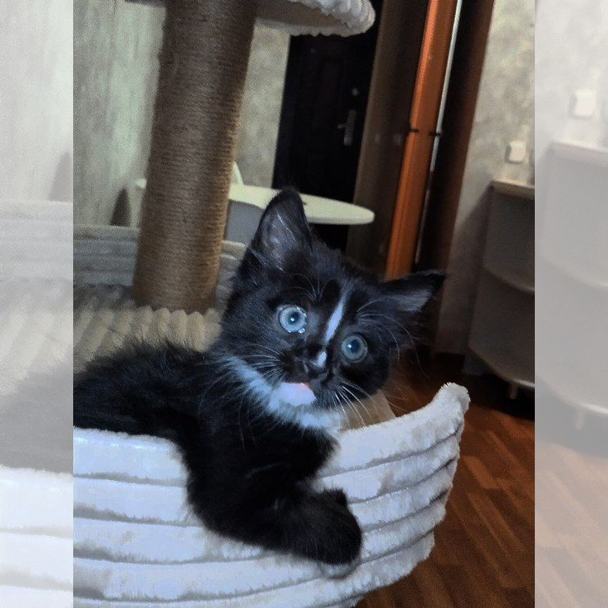 Невский маскарадный котёнок