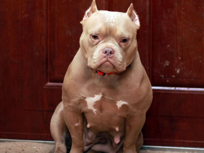 Продам подрощщеную собаку экзот Американский Булли