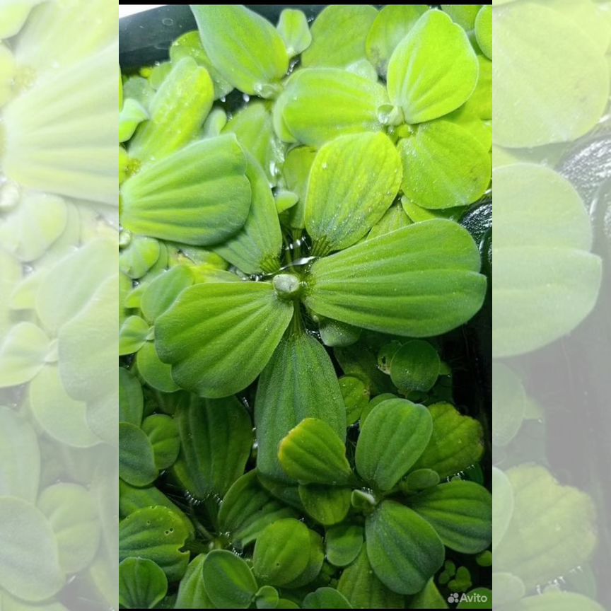 Аквариумные растения