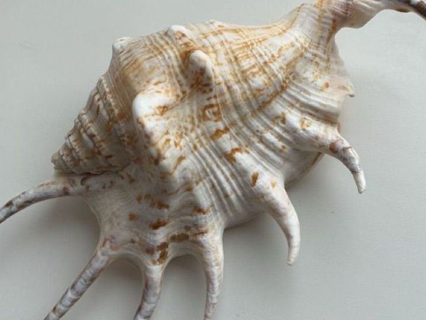 Ракушка морская большая