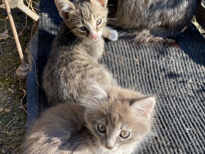 Котята в добрые руки даром