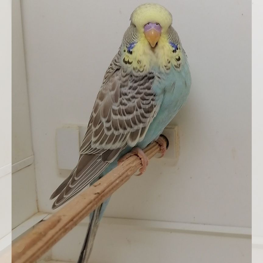 Чех,самец,птенец,ввп