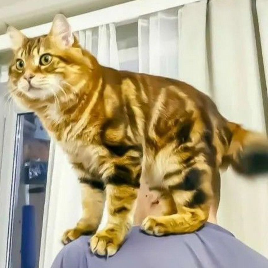 Курильский бобтейл короткошёрстный, кот вязка