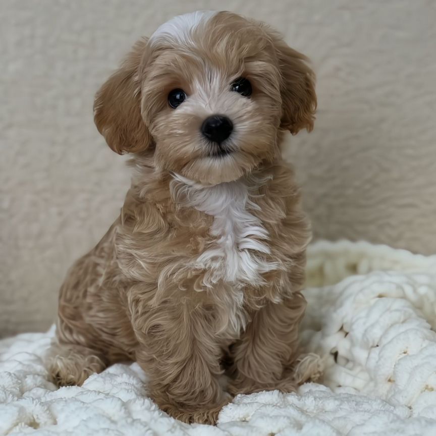 Мальтипу, щенок