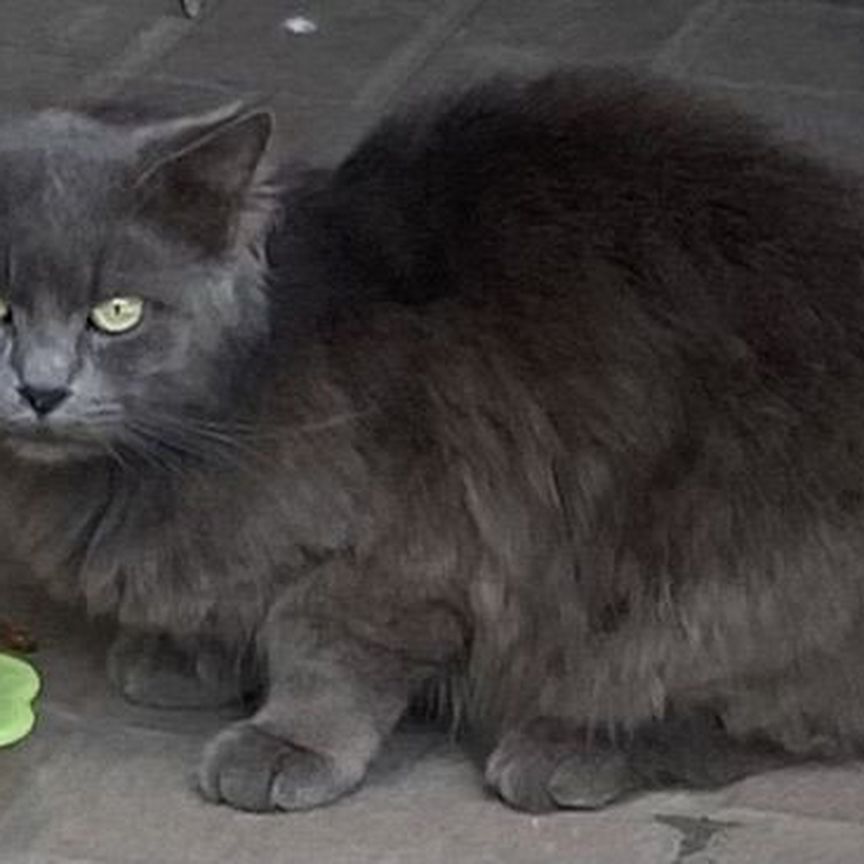 Котик в добрые руки