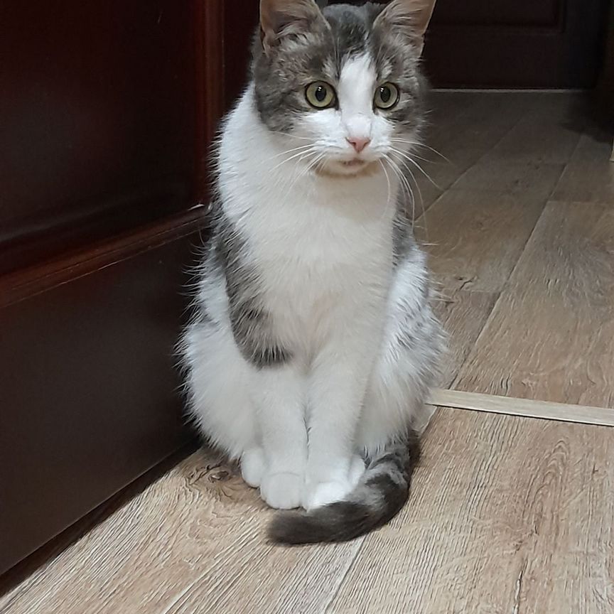 Кошечка в добрые руки