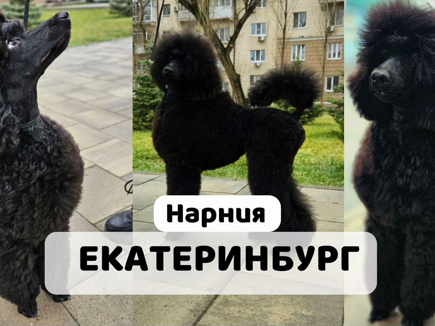 Большой Королевский пудель Екатеринбург