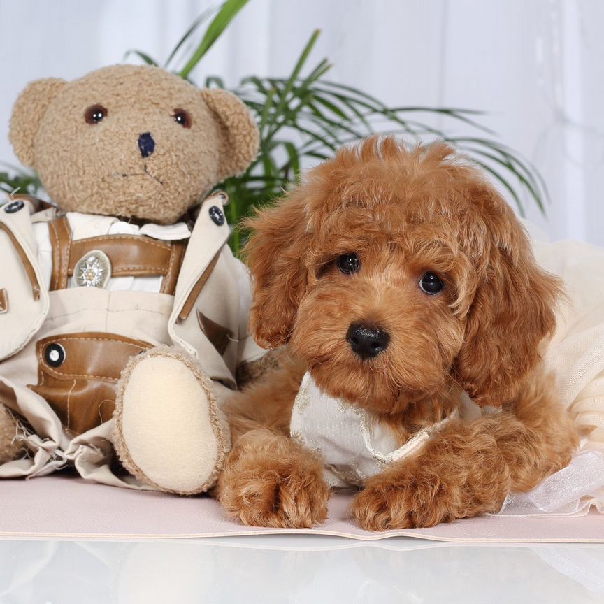 Той-пудель, щенок