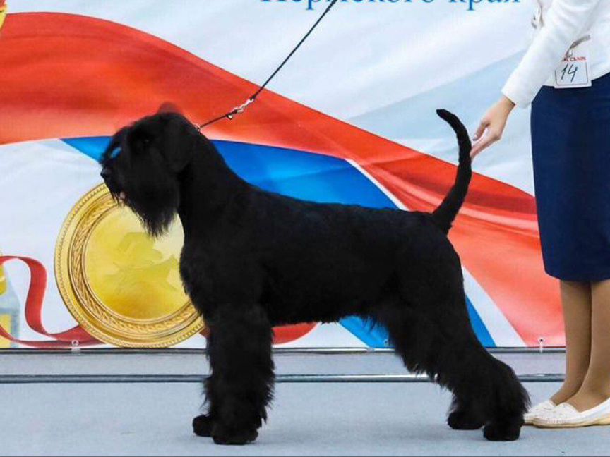 Щенки ризеншнауцера