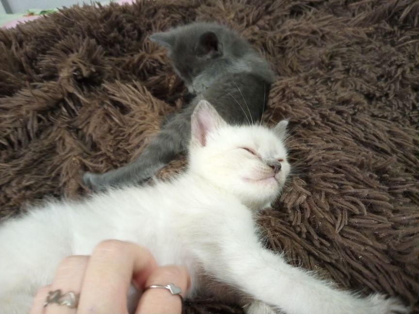 Котята Смесь британских и тайских