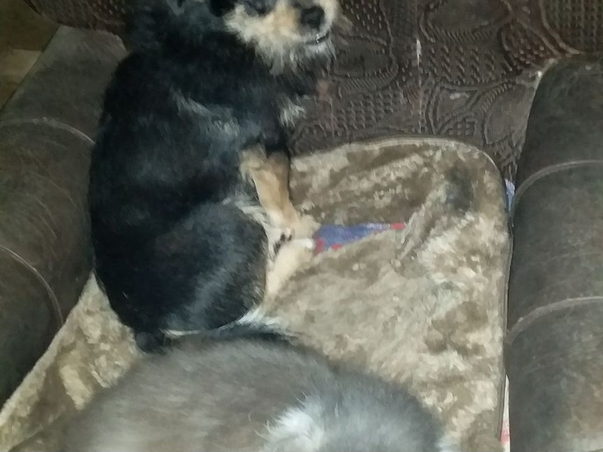 Маленький кобелек в добрые руки