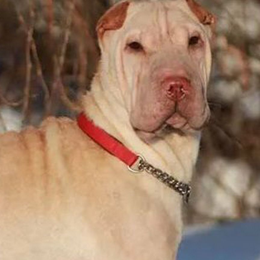 Шарпей, щенок