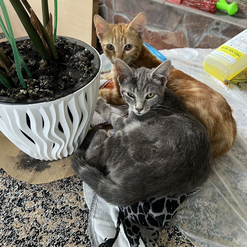 Котята -девочки, в добрые руки даром