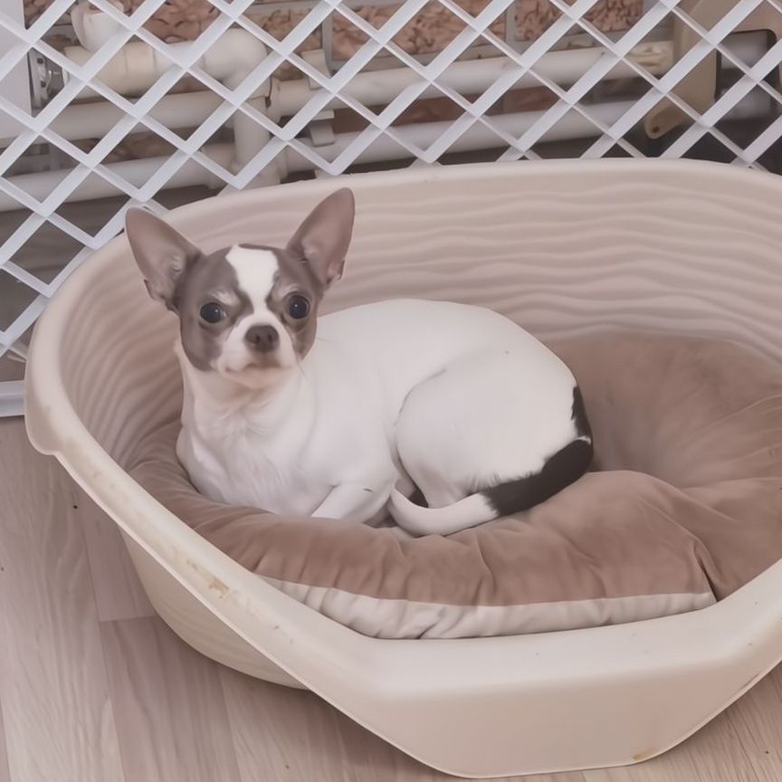 Чихуахуа, взрослая собака