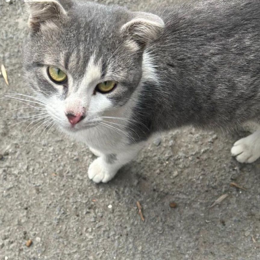 Отдам кота в добрые руки