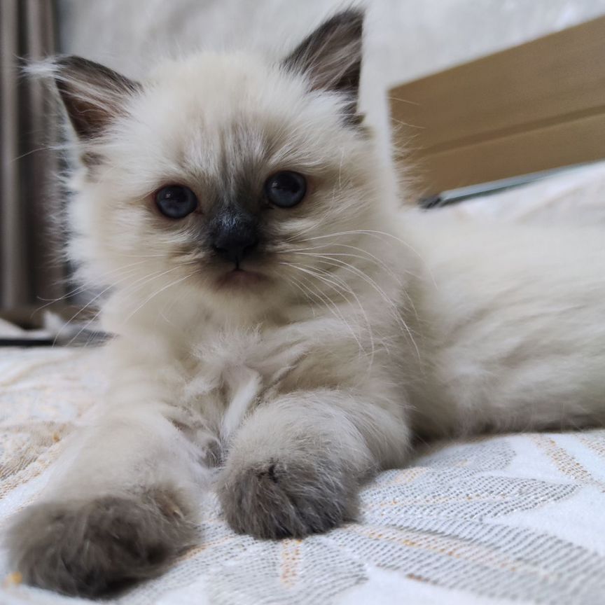Котенок (девочка) Невская Маскарадная