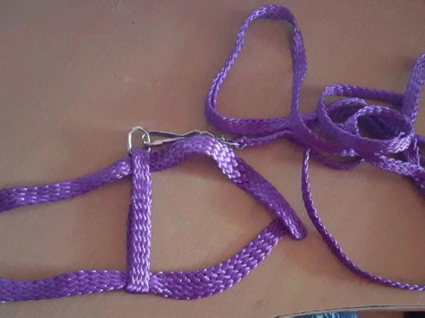 Шлейка для крысы