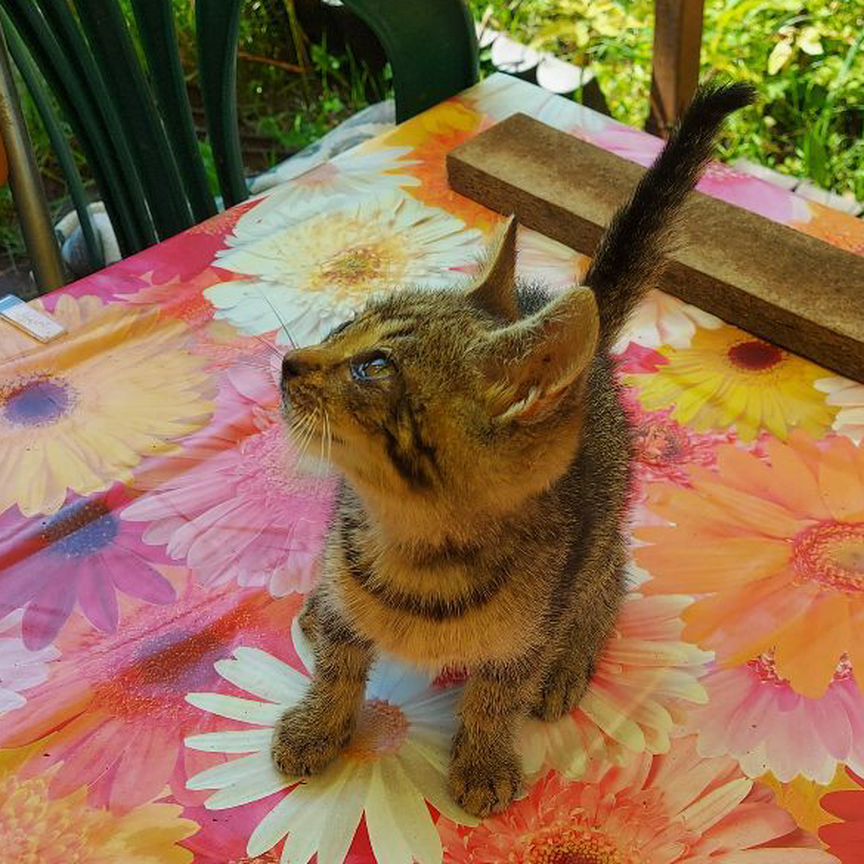 Котята в добрые руки бесплатно мальчик