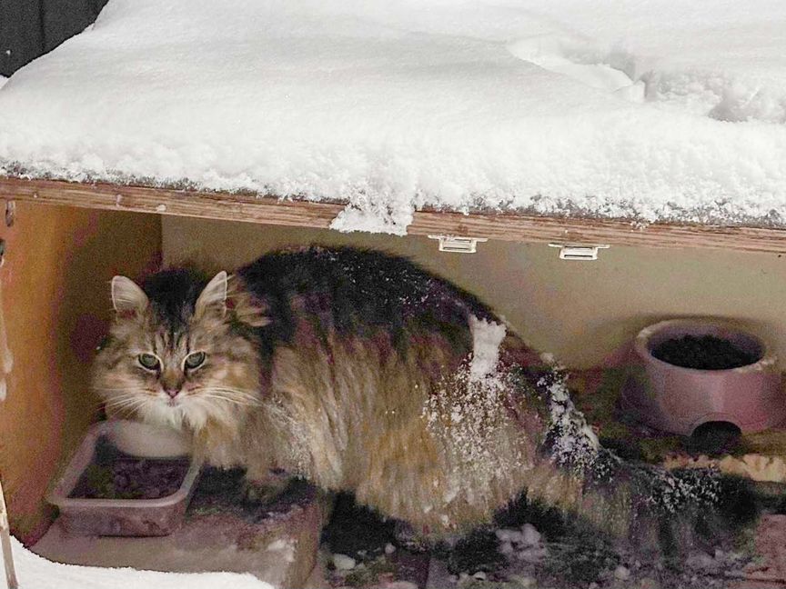 Кошечка красавица ищет дом