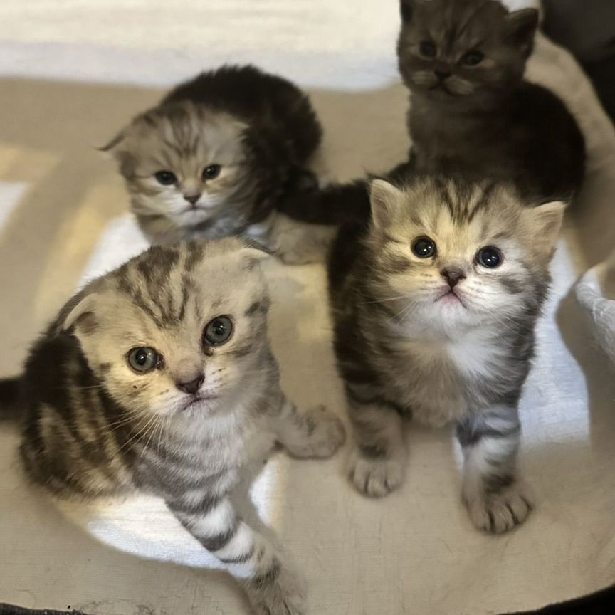 Шотландский вислоухий длинношёрстный котёнок