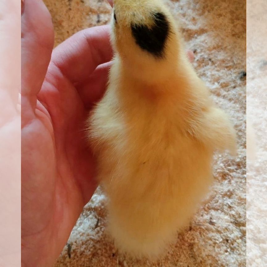 Домашняя птица куры.,бройлер,индюк,гуси,утки