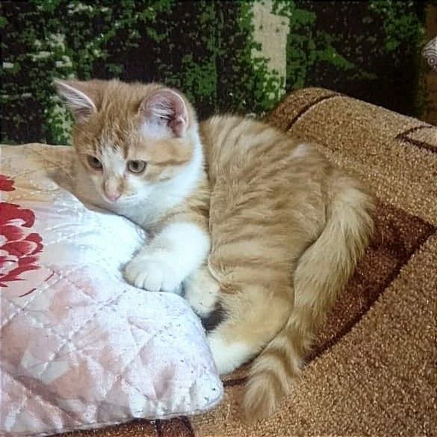 Котенок мальчик
