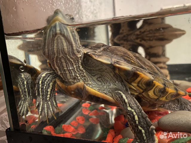 Красноухая черепаха