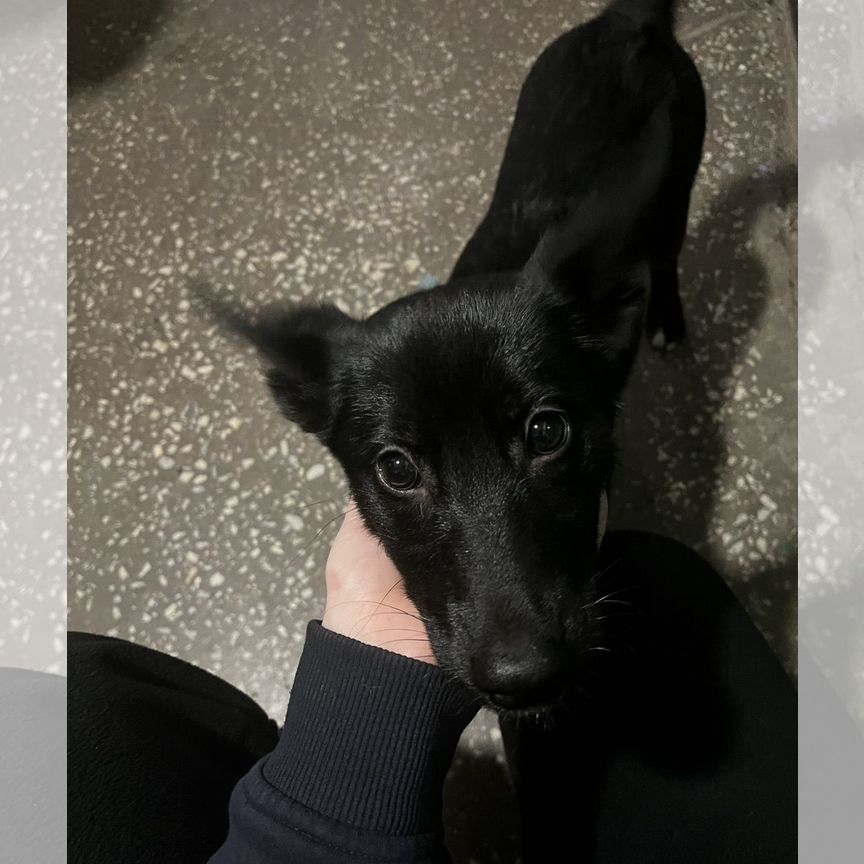 Щенок в добрые руки