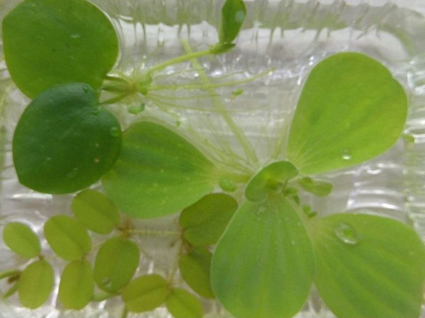 Плавающие растения для аквариума