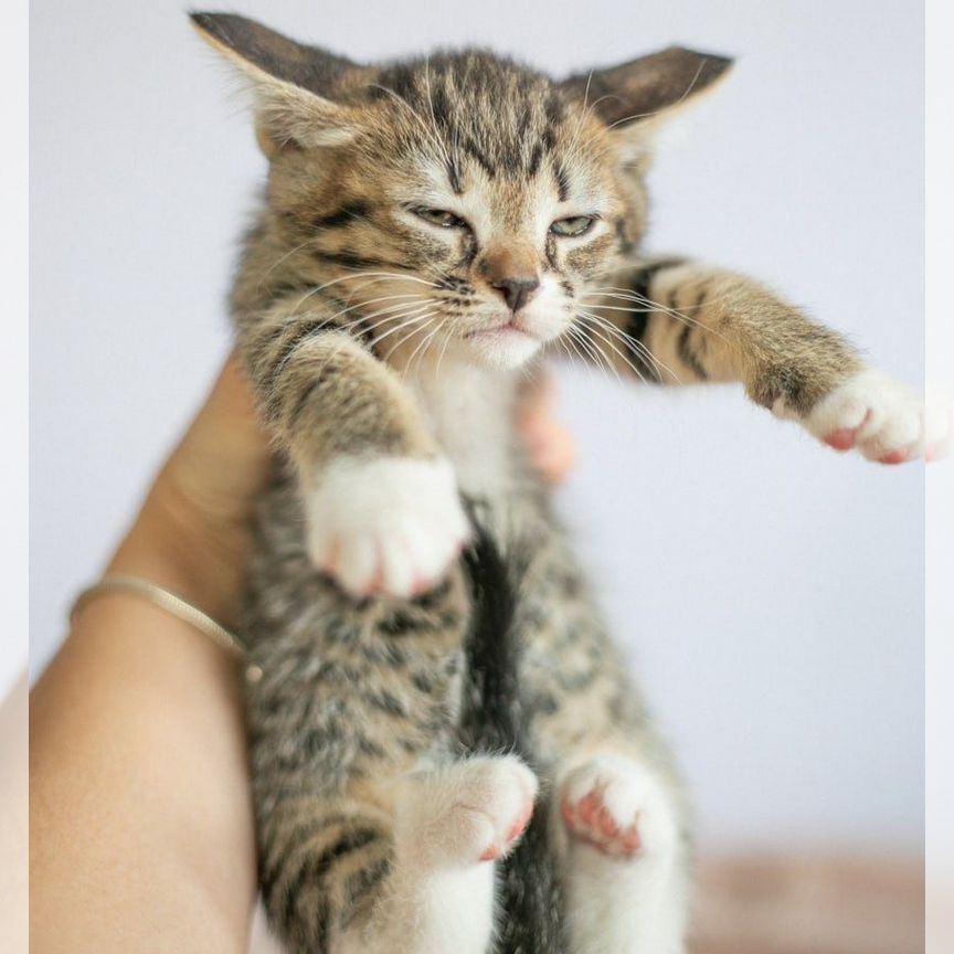 Котёнок в добрые руки