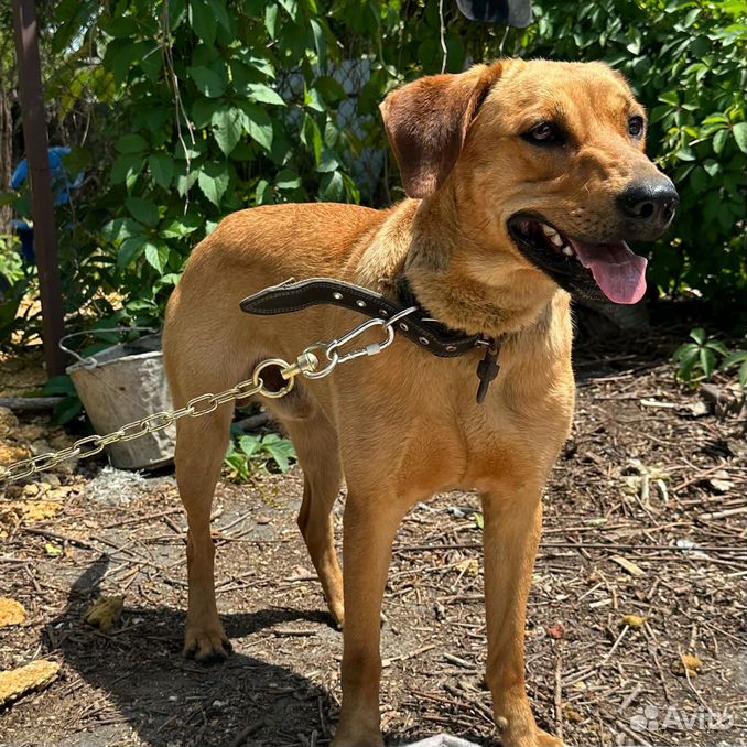 Вывез хозяин и бросил