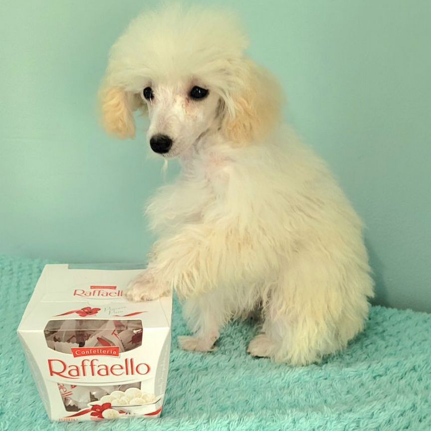 Карликовый пудель, щенок